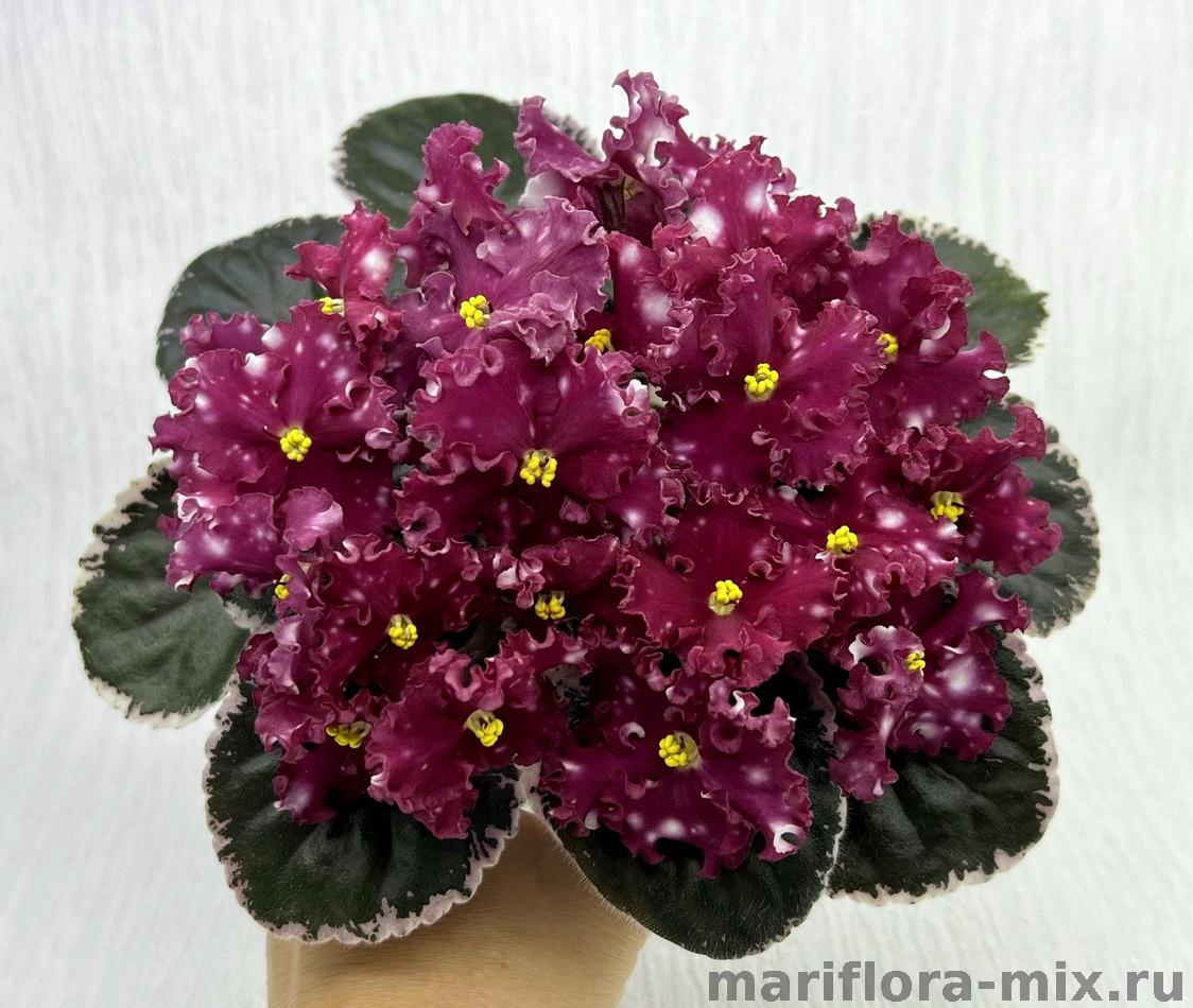 Rivermist Zeeva (J. Baker)